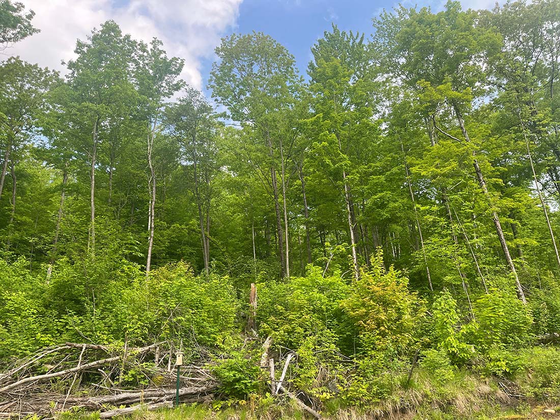 Softening Edges | Autumn 2024 | Articles | Forest Insights