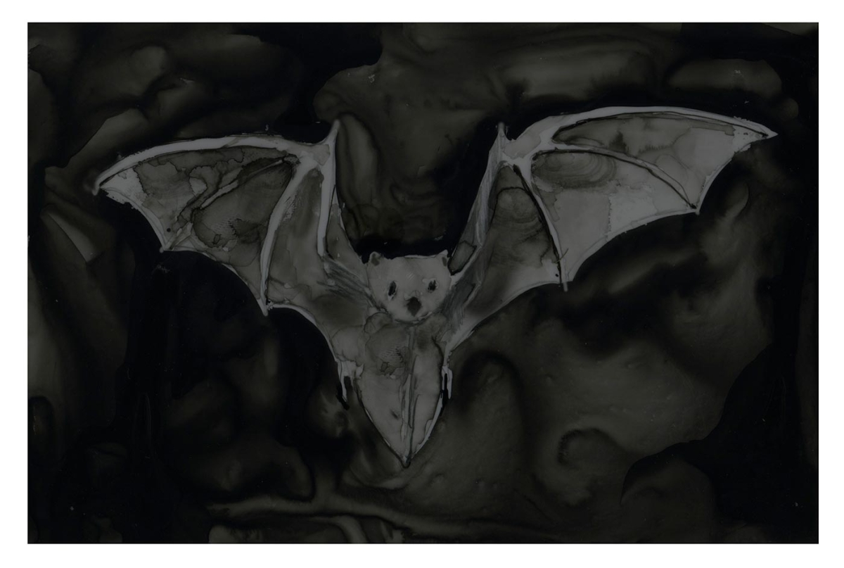 Eastern Red Bats Migrating