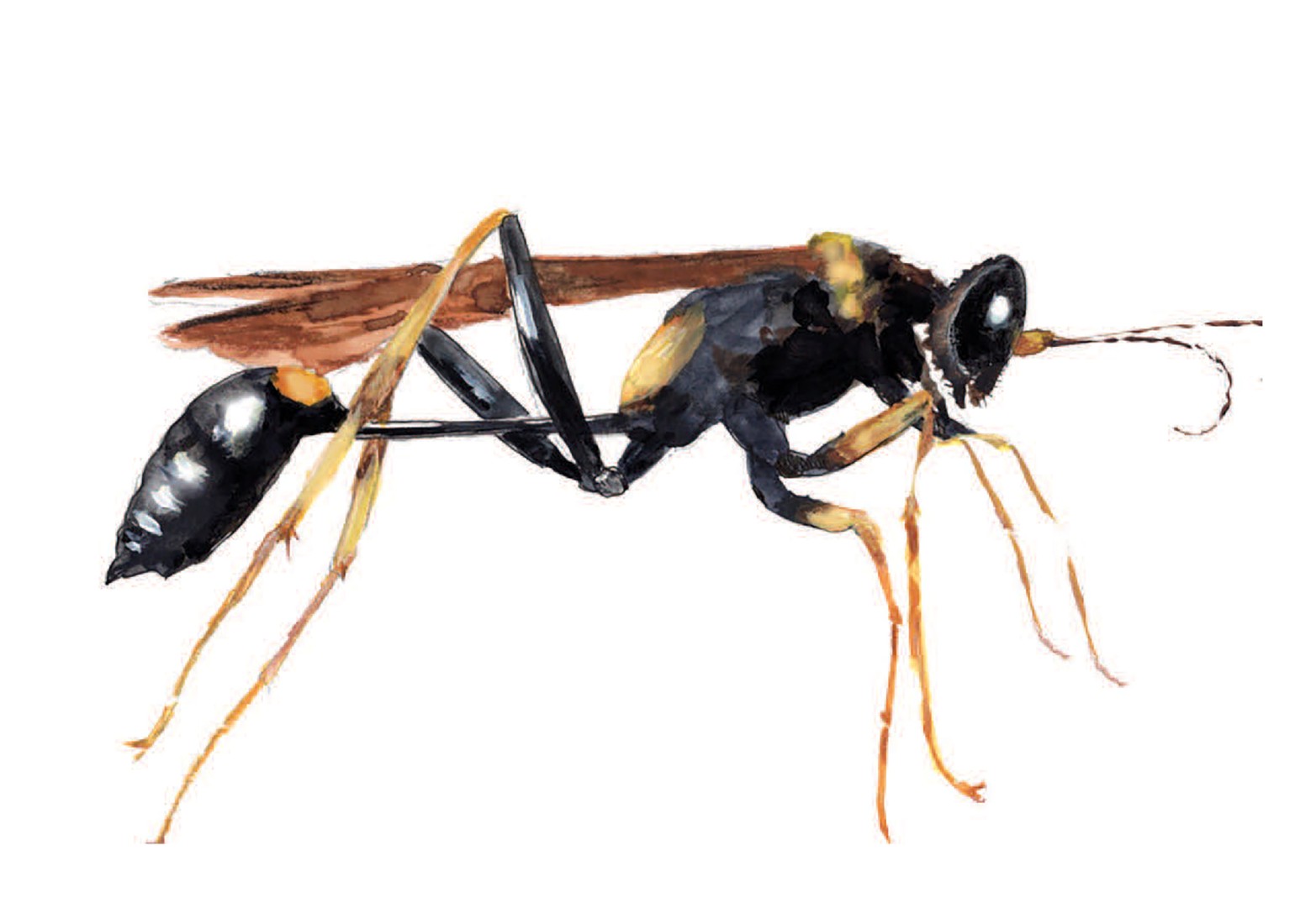 Mud Dauber Wasps by Declan McCabe | Summer 2026 Issue Invertebrate Bestiary