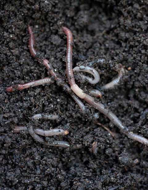 Digging for Worms | Discoveries