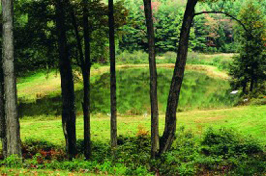 A Pond in the Woods | Articles | Features
