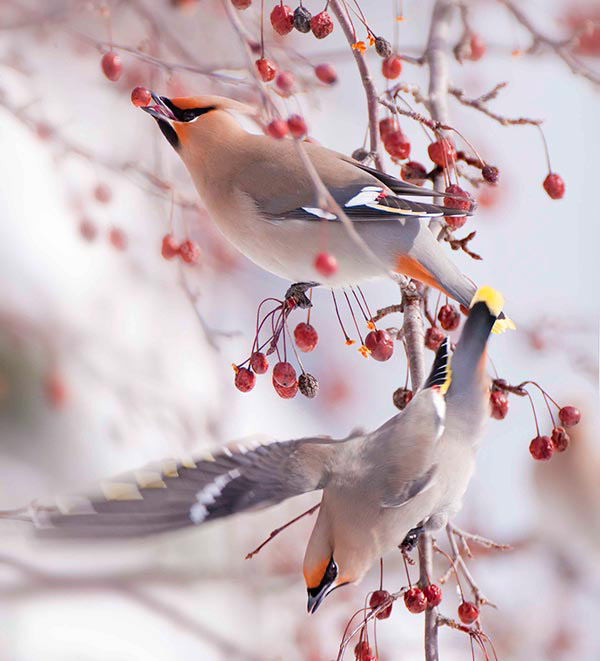 Soft Serve: Autumn’s Unheralded Mast Species | Articles | Features