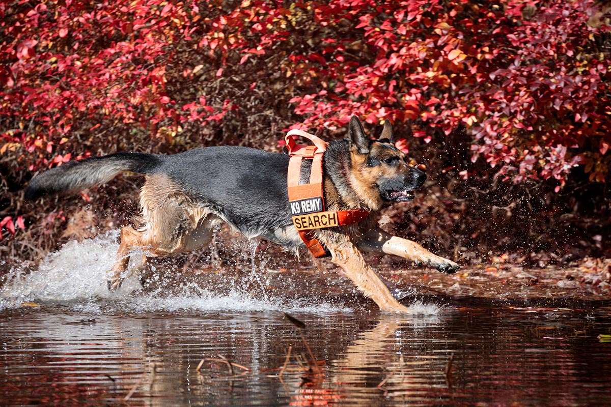 New England K-9 Search and Rescue | Articles