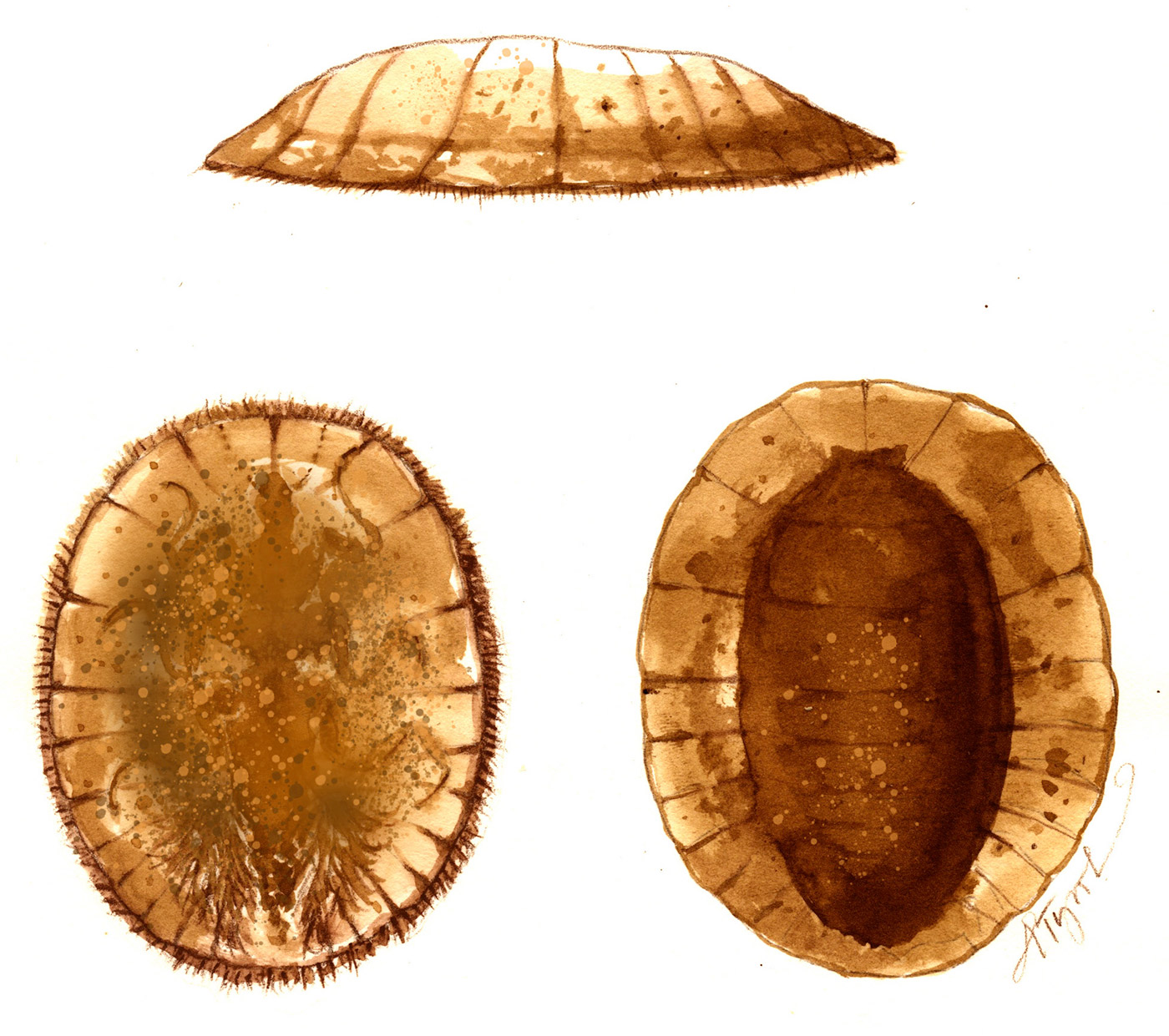 Flat as a Pancake | The Outside Story