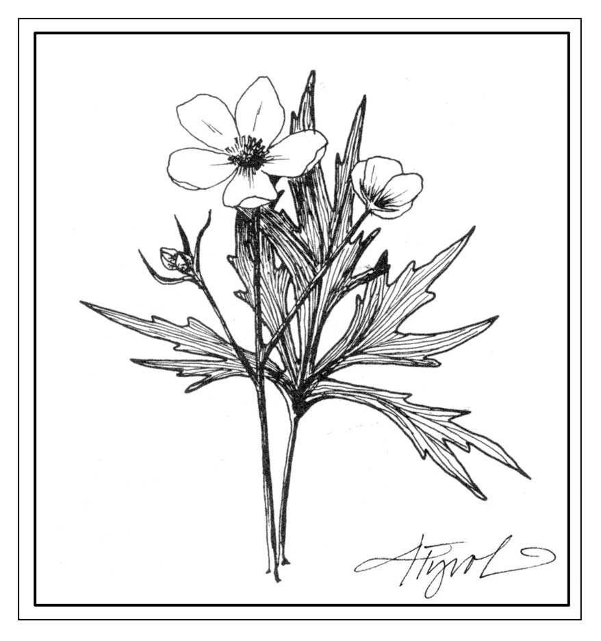 How Flowers Get Their Color The Outside Story