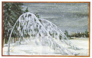 Gray birch, Betula populifolia | Articles