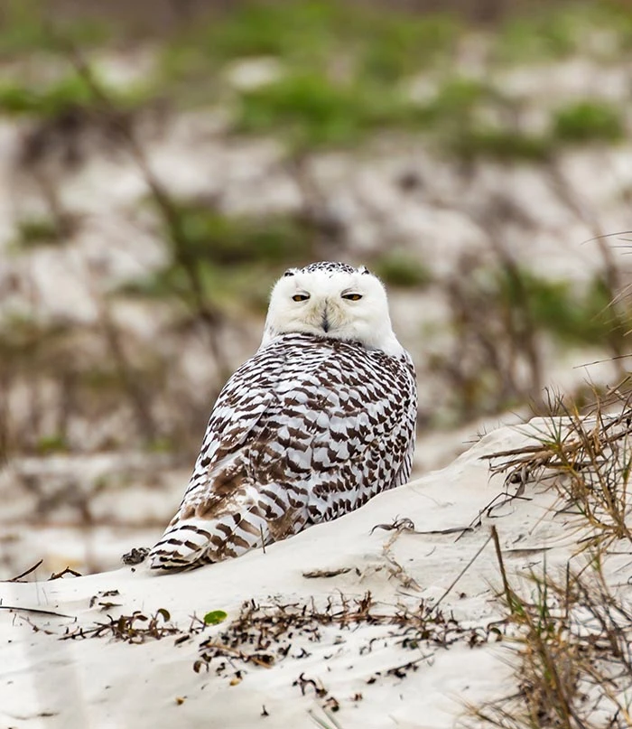 1,000 Words: The Ultimate Snowbird | Winter 2016 | Articles | 1,000 Words