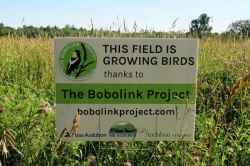 The Bobolink Project | Summer 2022 | Articles