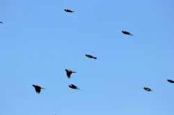 The Bobolink Project | Summer 2022 | Articles