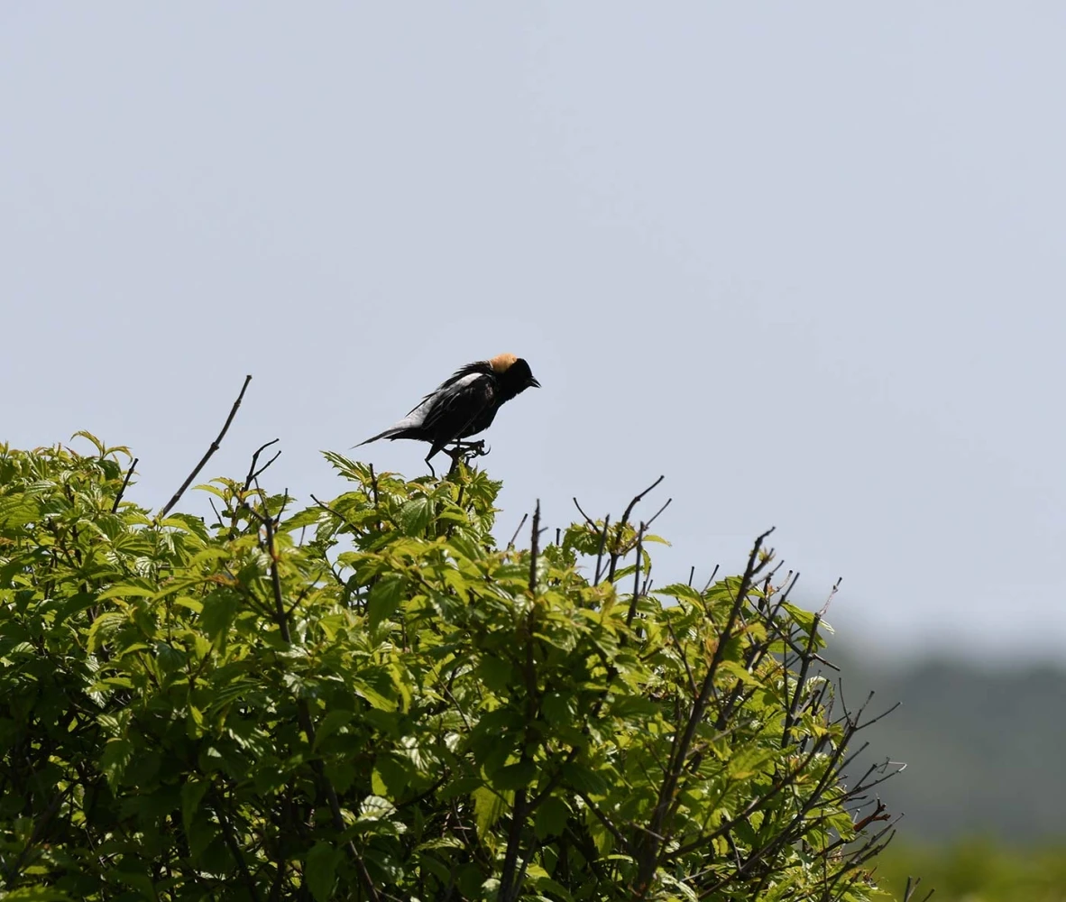 The Bobolink: Emily Dickinson’s Rowdy of the… | Summer 2022 | Articles ...