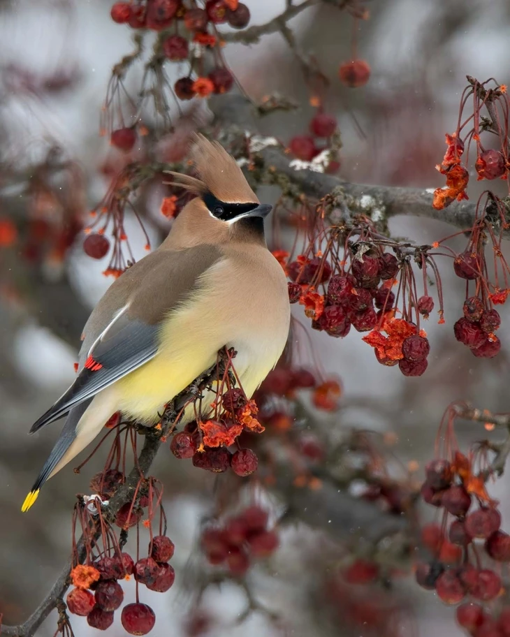 Red-tipped Feathers on Cedar Waxwings | Winter 2021 | Knots and Bolts ...