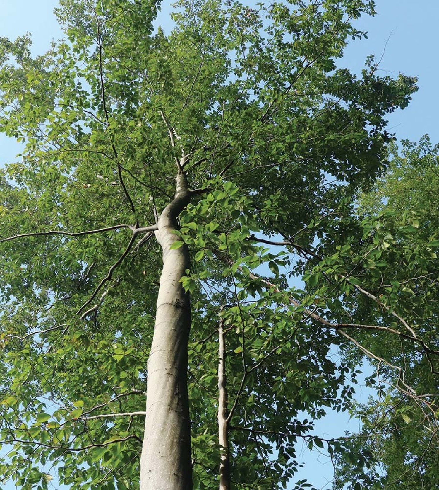 Crop Tree Release | Autumn 2021 | Articles | Forest Insights