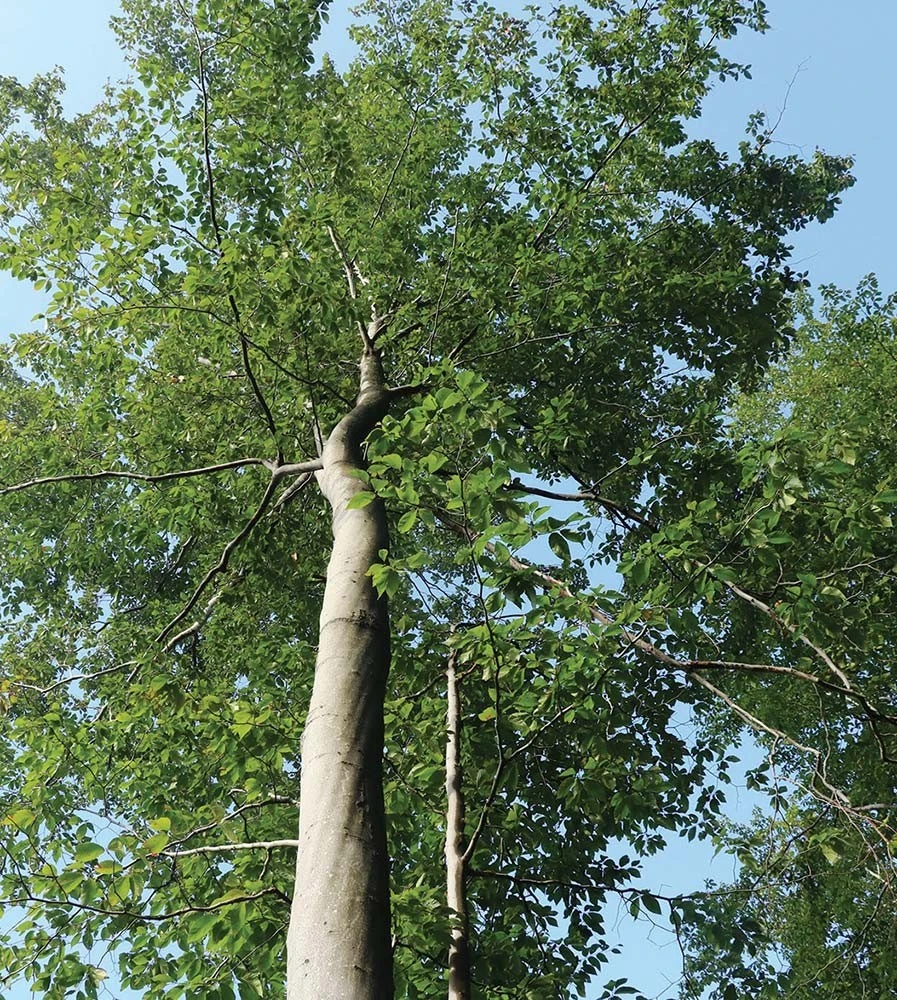 Crop Tree Release | Autumn 2021 | Articles | Forest Insights