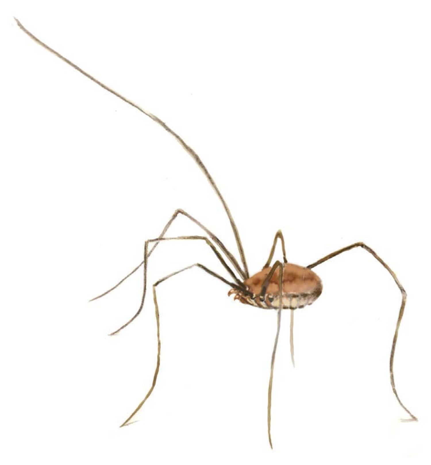 Biggest Daddy Long Legs