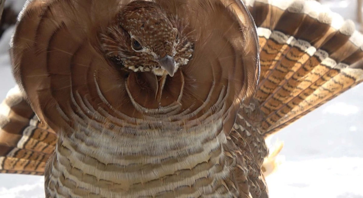 Solving the Puzzle of Grouse Decline | Autumn 2021 Forest & Wildlife ...