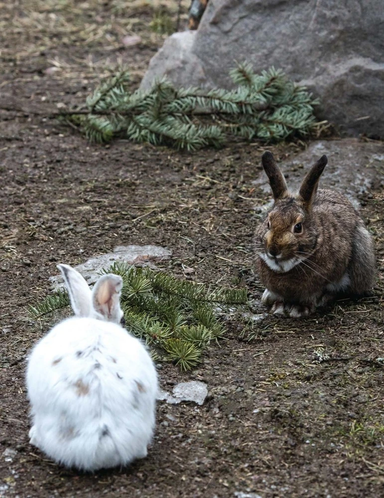 White Hares in a Brown Forest | Winter 2021 | Articles | Features