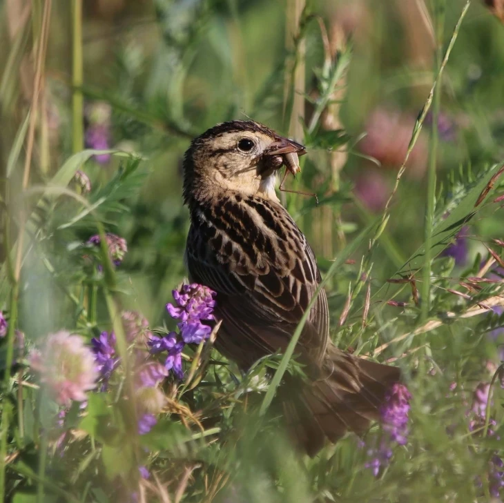 The Bobolink: Emily Dickinson’s Rowdy of the… | Summer 2022 | Articles ...
