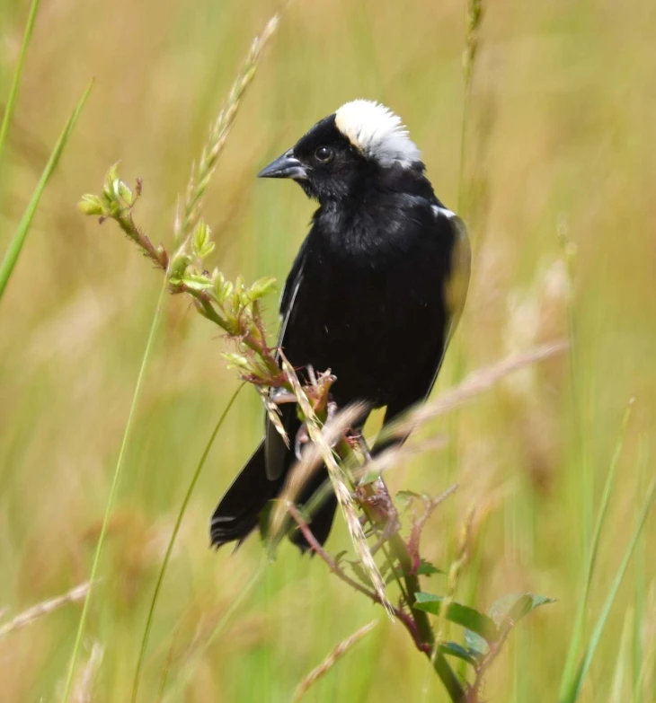 The Bobolink: Emily Dickinson’s Rowdy of the… | Summer 2022 | Articles ...