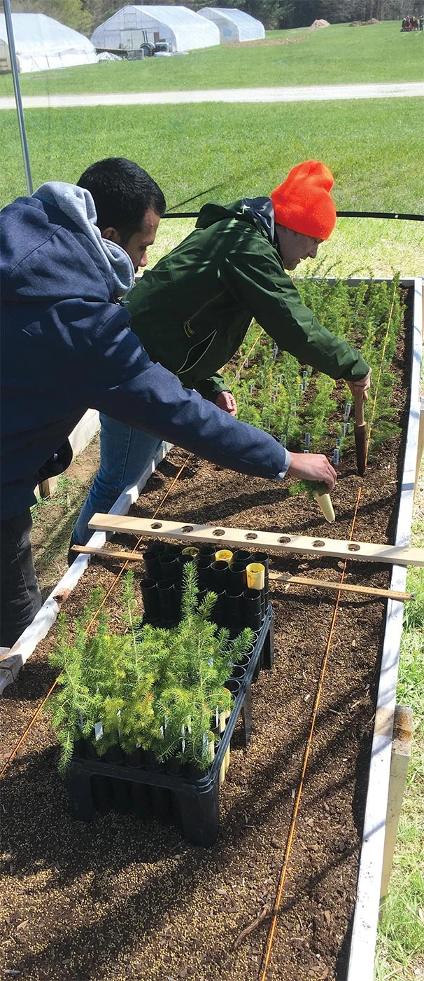 A Boost for Red Spruce | Winter 2020 | Articles | Features