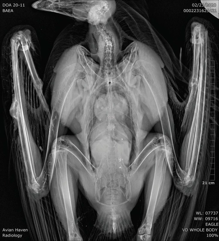 Raptor Rehab | Winter 2020 | Articles | Features