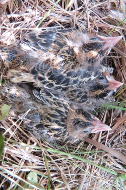 The Bobolink Project | Summer 2022 | Articles