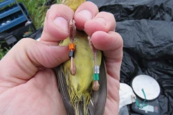 The Bobolink Project | Summer 2022 | Articles