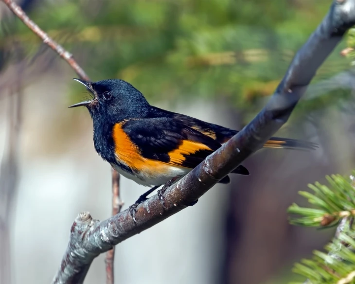 Backyard Birds of Spring with Jocelyn Duffy | Events