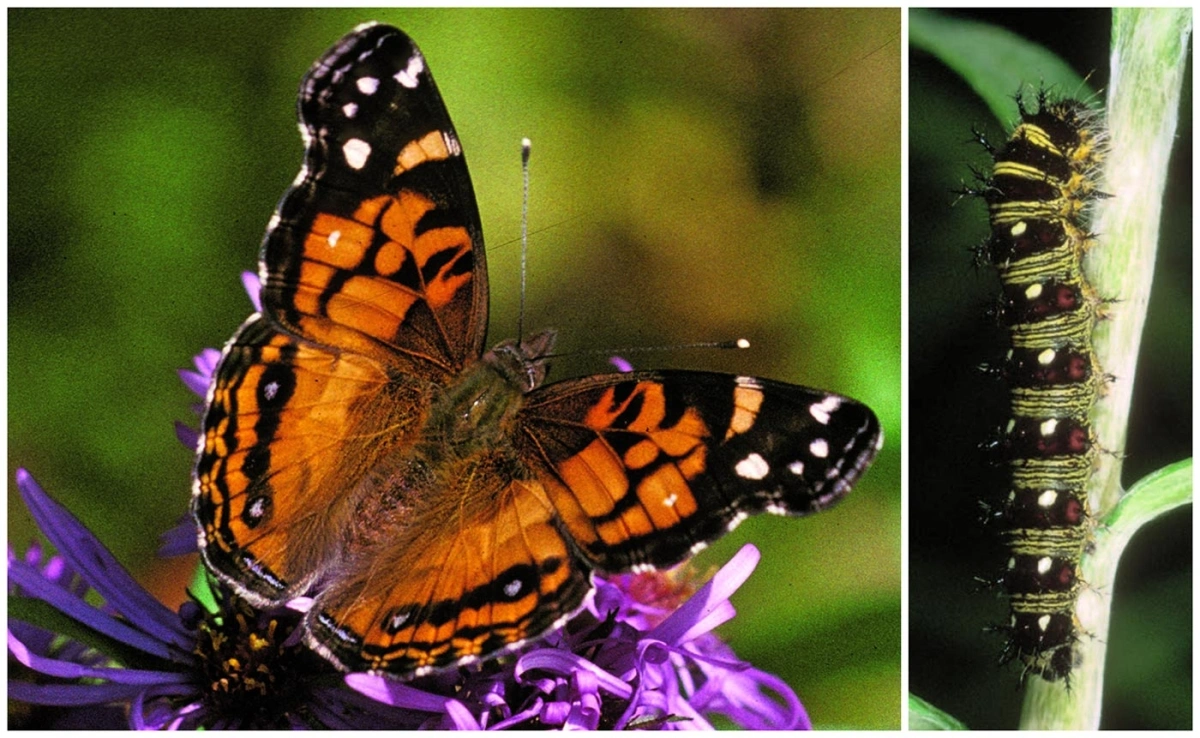 Caterpillar To Butterfly Transformations: Which Caterpillar Becomes…