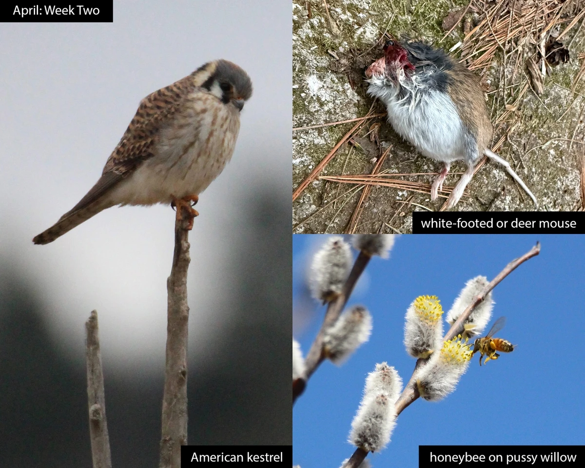 April: Week Two | This Week in the Woods