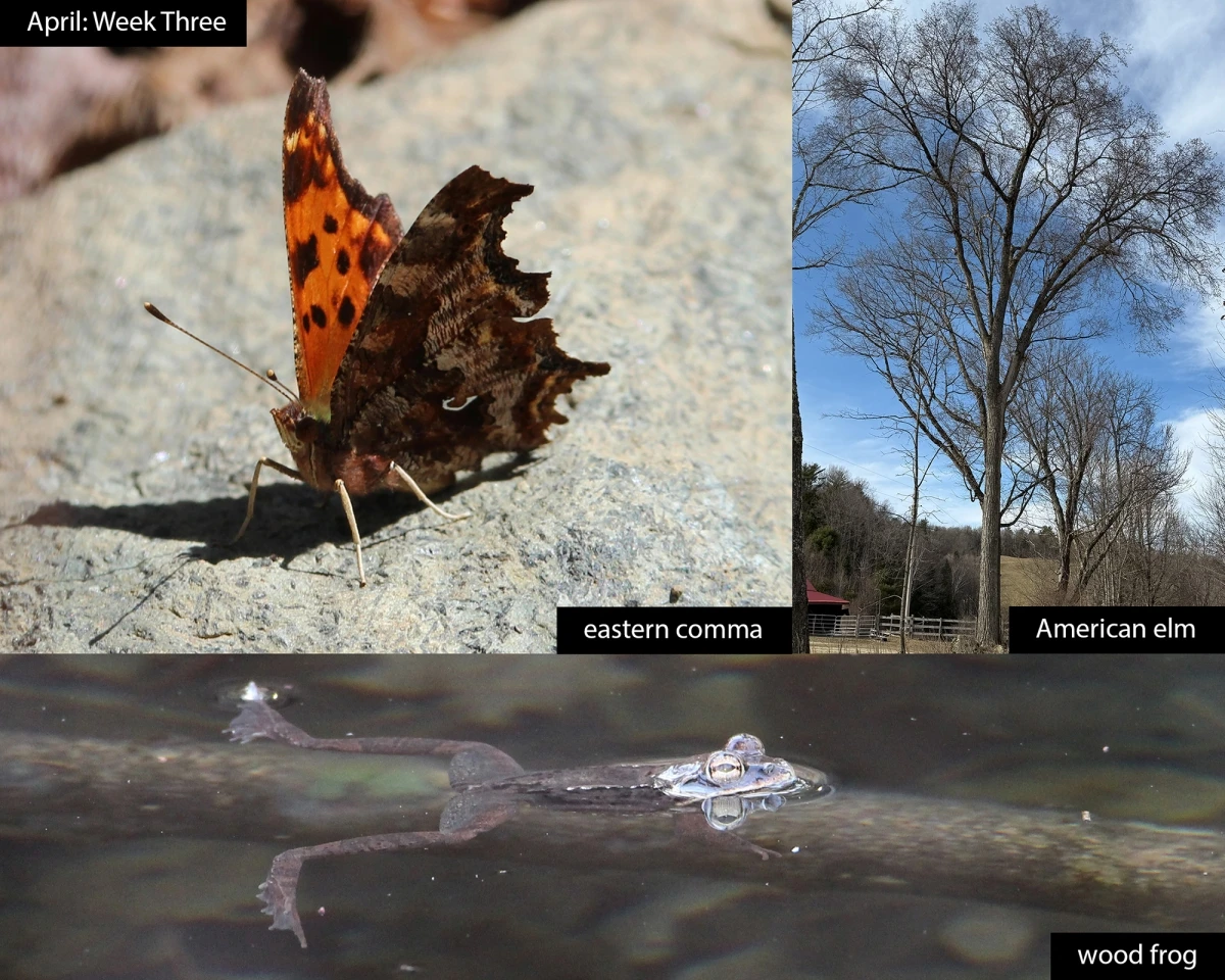 April: Week Three | This Week in the Woods