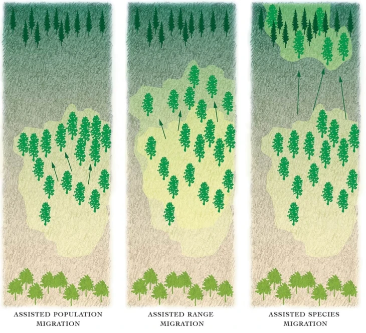 Future Climate-Adapted Tree Species | Summer 2024 | Articles | Features ...