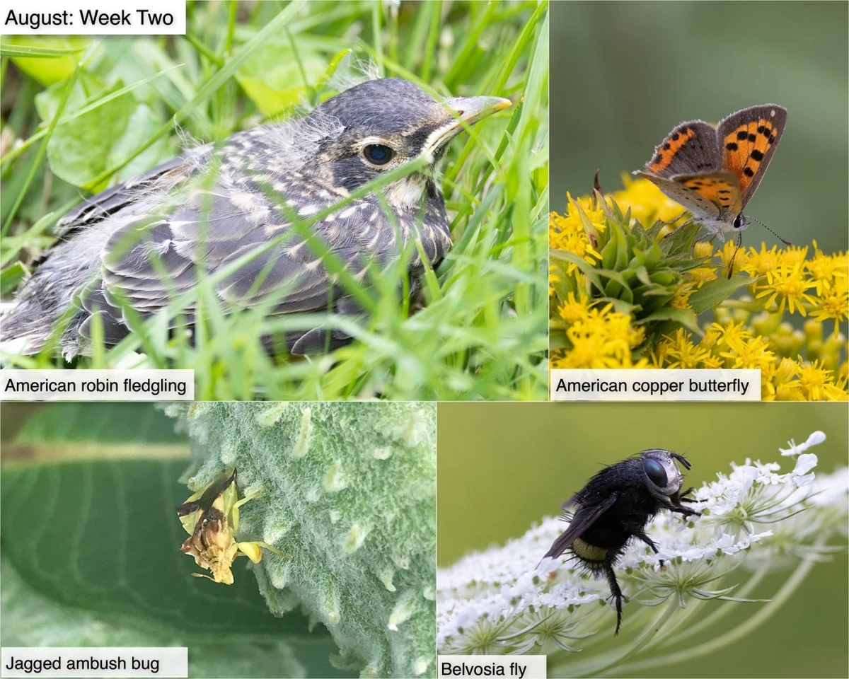 August: Week Two | This Week in the Woods