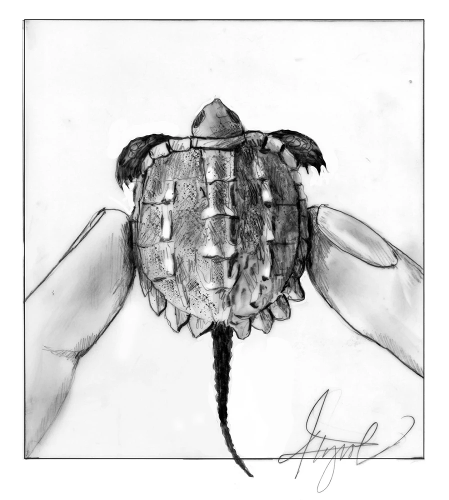 The Life of a Snapping Turtle | The Outside Story