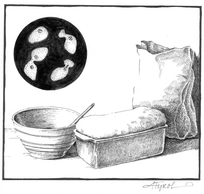 Thank Microbes for the Good Things | The Outside Story