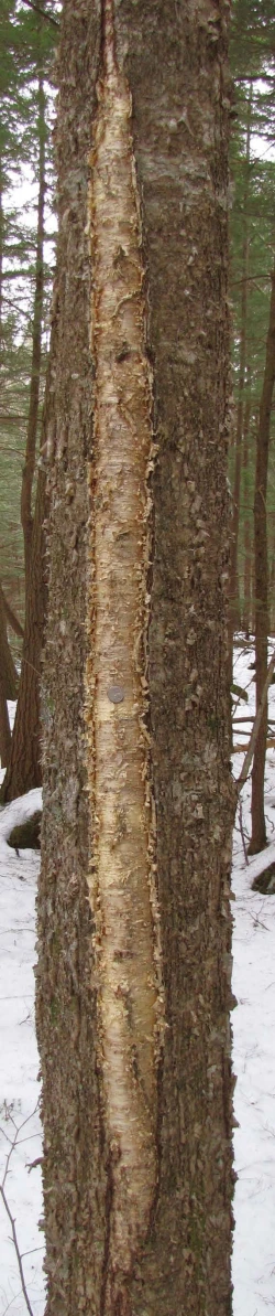 Getting to Know Bark | Winter 2011 | Articles | Features