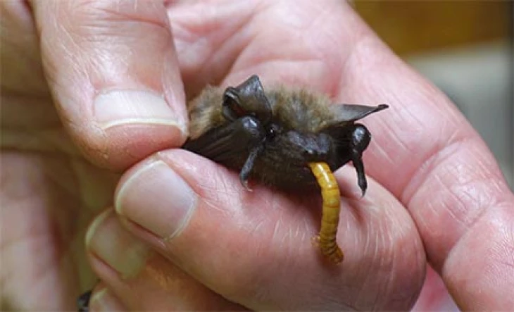 Bat Rehab | Summer 2016 | Articles | Features