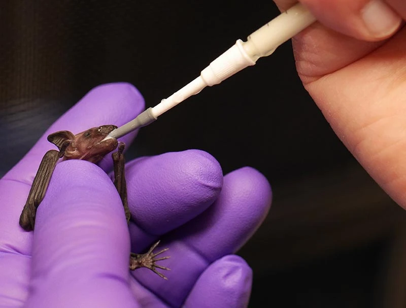 Bat Rehab | Summer 2016 | Articles | Features