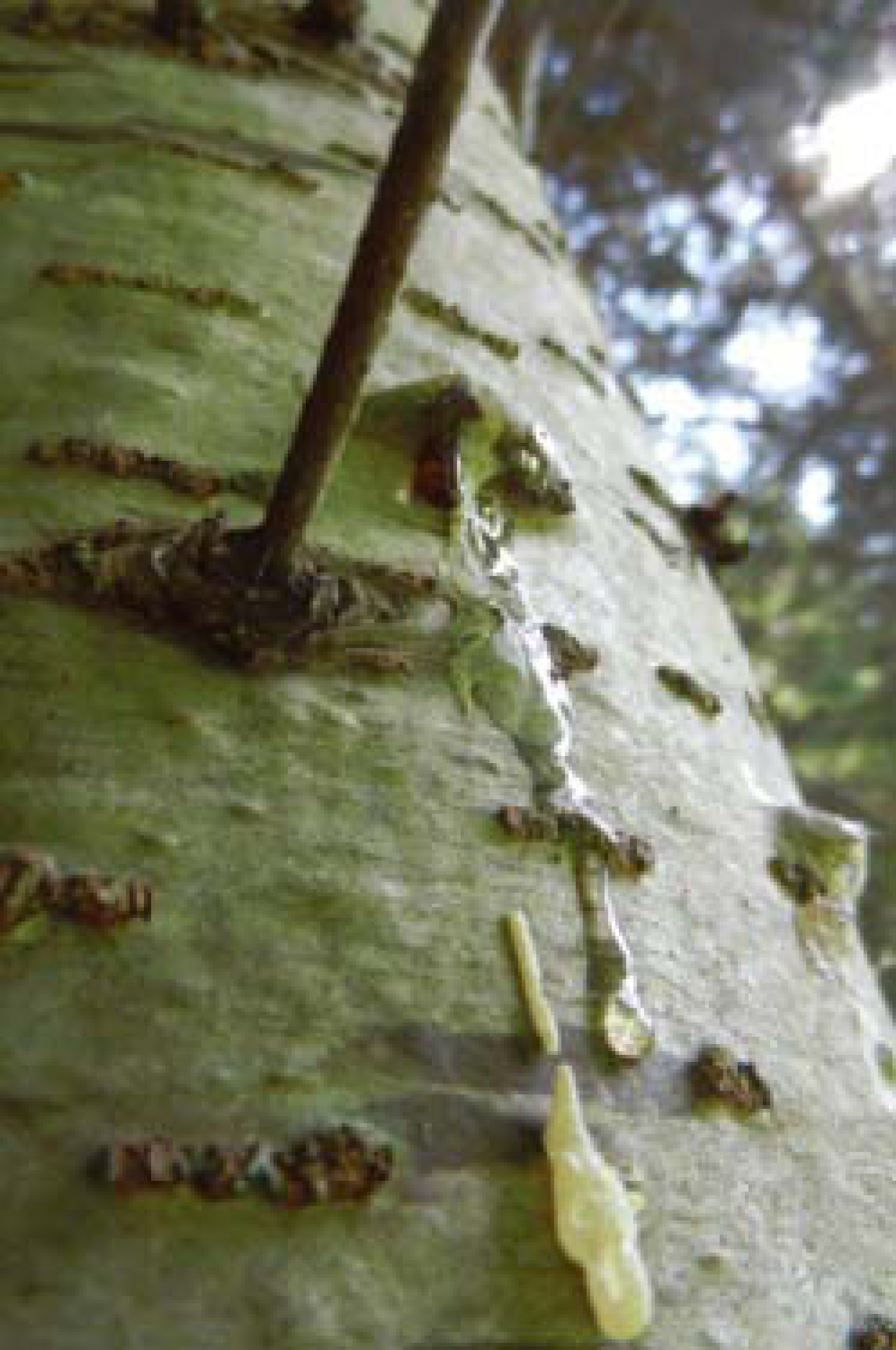 fir tree bark