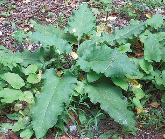 Burdock: A Food That Will Really Grab You | Winter 2015 | Knots and Bolts