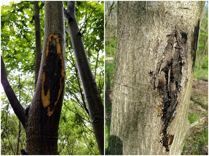 Saving Butternut | Autumn 2022 | Articles | Foraging
