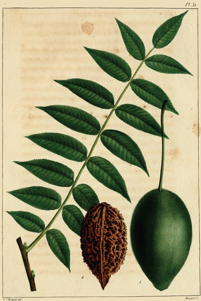 Butternut Tree Leaves