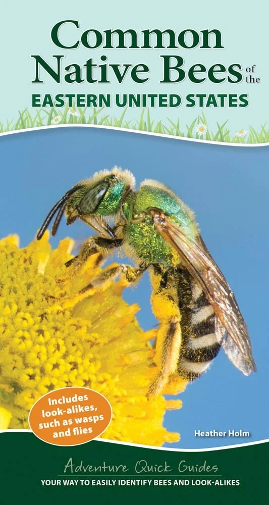 Common Native Bees of the Eastern United States | Products | Books