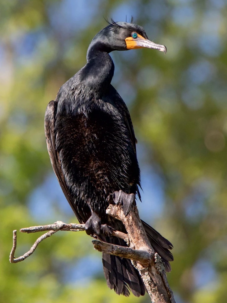 Double-crested Cormorants in Breeding Season | Spring 2024 | Knots and ...