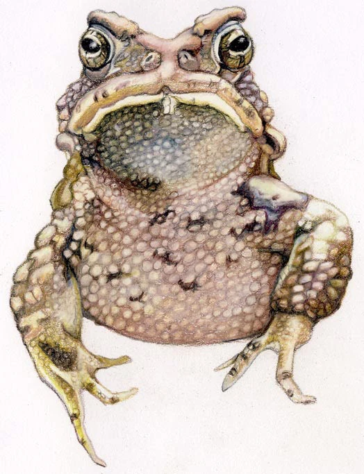 The Annual Frog Symphony | Spring 2013 | Articles
