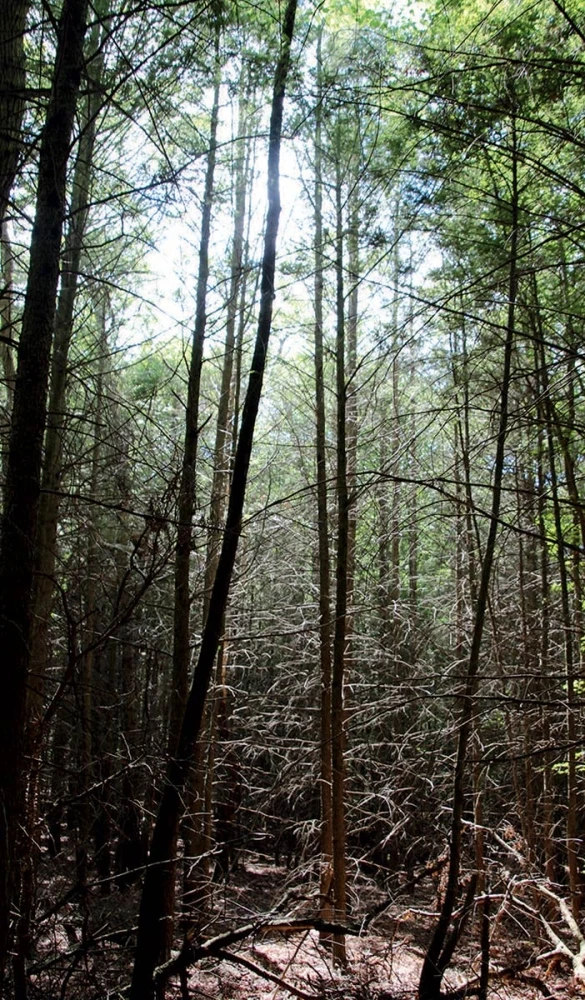 Planting for the Future at Hoffman Evergreen… | Winter 2023 | Knots and ...