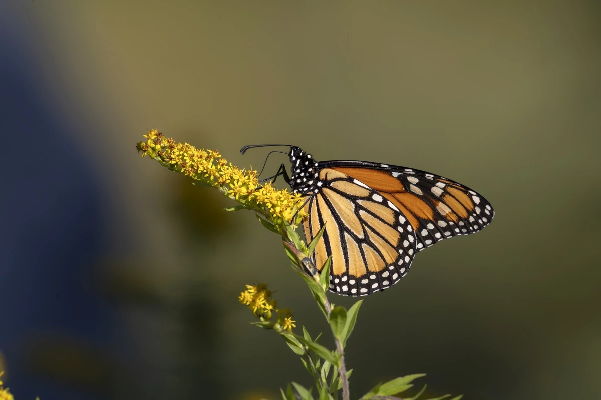 Enhancing Pollinator Habitats Along Natural Gas… | Autumn 2025 ...