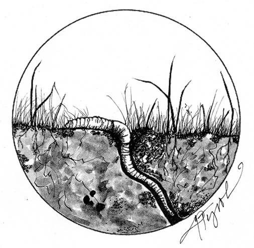 Dig the Earthworm; It’s Lowly But Hardly Simple | The Outside Story