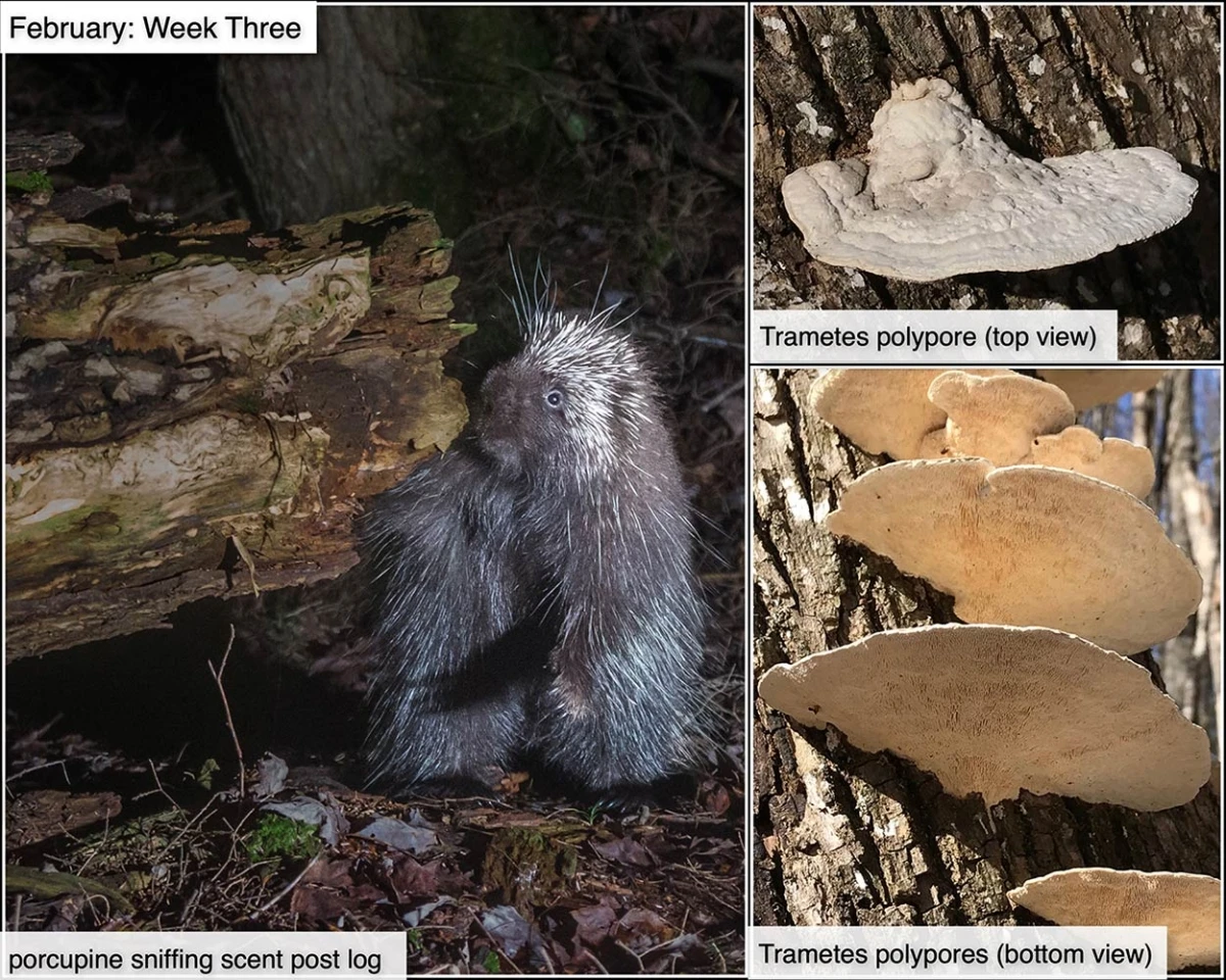 February: Week Three | This Week in the Woods