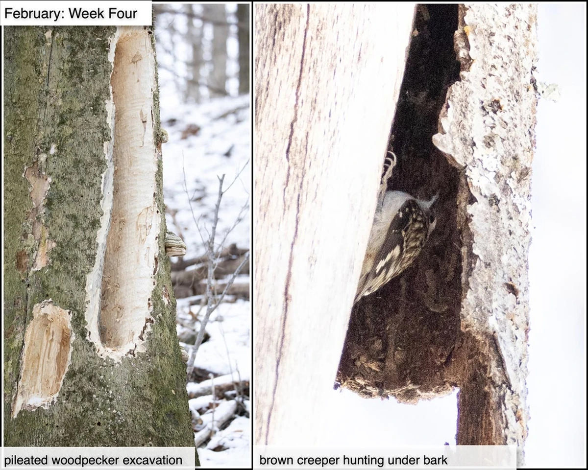 February: Week Four | This Week in the Woods