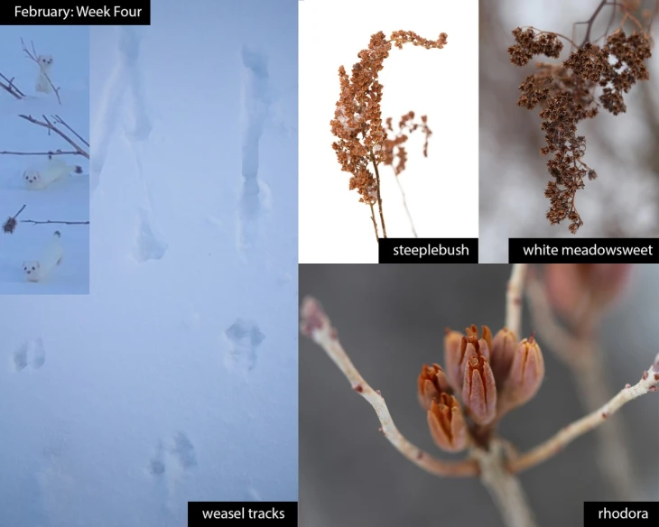 February: Week Four | This Week in the Woods